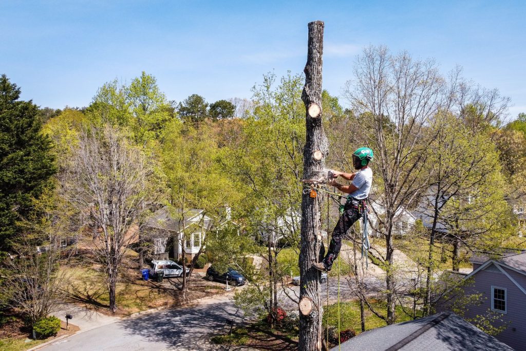 Tree Company in Greer, SC | DeVore’s Arbor Care